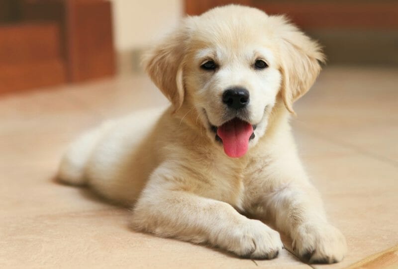 Labrador Size Chart | Lab Growth & Weight Chart