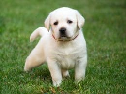 German Shorthaired Pointer Growth Chart | GSP Weight & Size