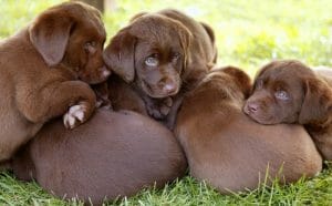 Labrador Size Chart | Lab Growth & Weight Chart