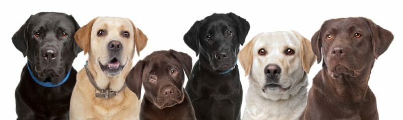Labrador Size Chart | Lab Growth & Weight Chart