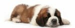 Large Breed Puppy Growth Chart | Weight & Size Chart