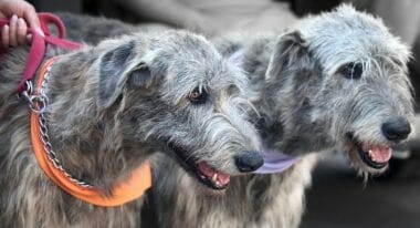 Large Breed Puppy Growth Chart | Weight & Size Chart