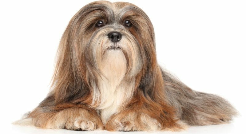 12 Small Guard Dogs | Best Small Dog Breeds To Protect You