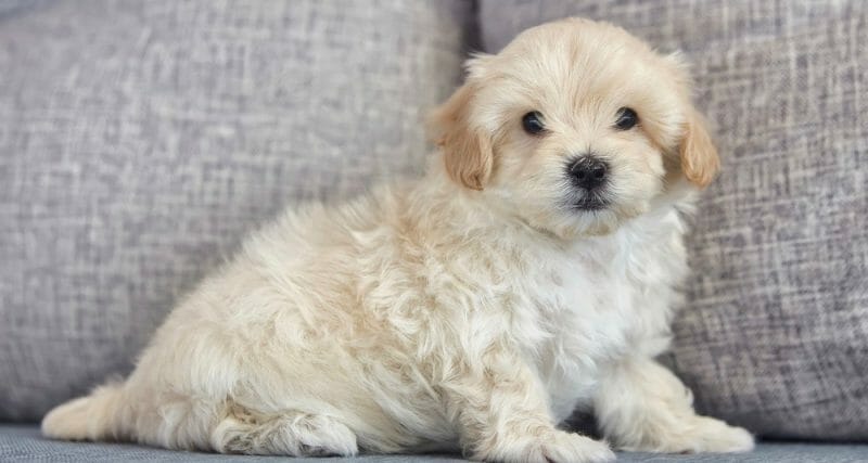 Maltipoo Size Chart | Weight & Growth Chart