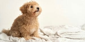 Maltipoo Size Chart | Weight & Growth Chart