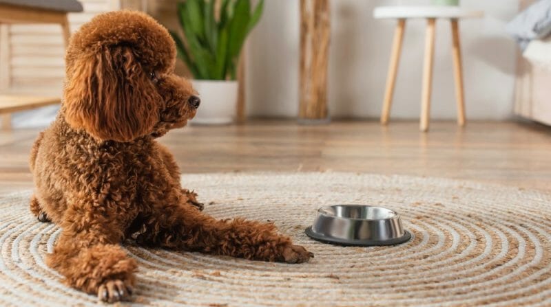 Medium Dog Growth Chart | Weight & Size Chart