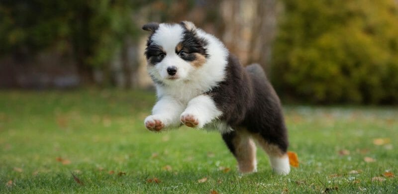 Medium Dog Growth Chart | Weight & Size Chart