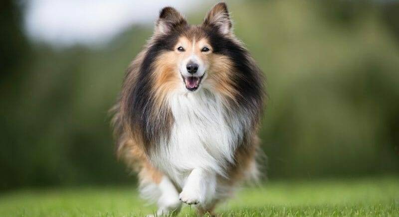 Medium Dog Growth Chart | Weight & Size Chart