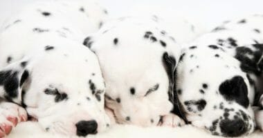 Medium Dog Growth Chart | Weight & Size Chart