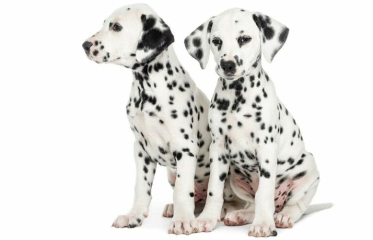 Medium Dog Growth Chart | Weight & Size Chart