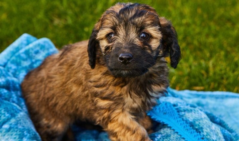 Mini Goldendoodle Size Chart | Weight & Growth Chart