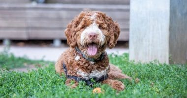 Mini Goldendoodle Size Chart | Weight & Growth Chart