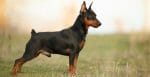 Miniature Pinscher Weight Chart | Size & Growth Chart