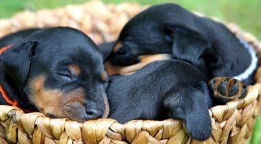 Miniature Pinscher Weight Chart | Size & Growth Chart