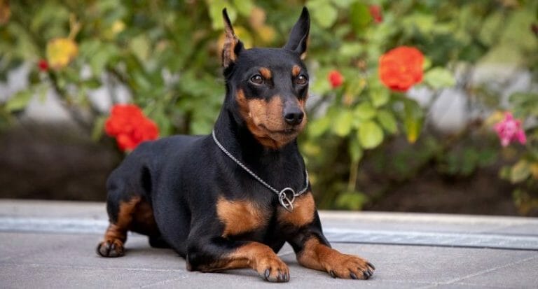 Miniature Pinscher Weight Chart | Size & Growth Chart