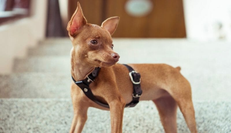 Miniature Pinscher Weight Chart | Size & Growth Chart