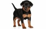 Miniature Pinscher Weight Chart | Size & Growth Chart