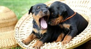 Miniature Pinscher Weight Chart | Size & Growth Chart