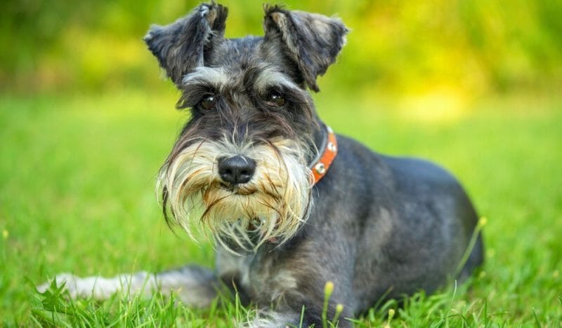 12 Small Guard Dogs | Best Small Dog Breeds To Protect You