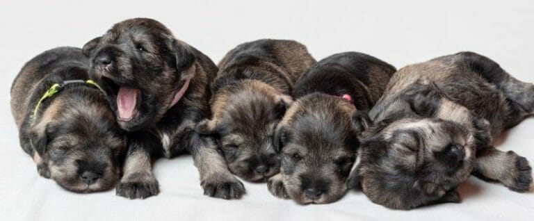 Miniature Schnauzer Size Chart | Growth & Weight Chart