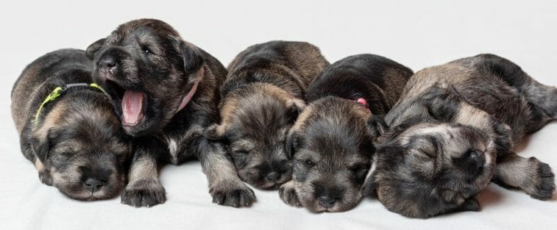 Miniature Schnauzer Size Chart | Growth & Weight Chart