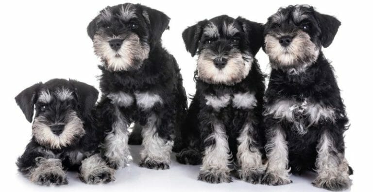 Miniature Schnauzer Size Chart | Growth & Weight Chart