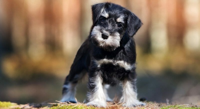 Miniature Schnauzer Size Chart | Growth & Weight Chart