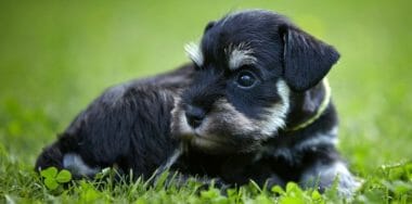 Miniature Schnauzer Size Chart | Growth & Weight Chart