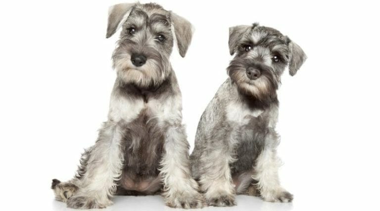 Miniature Schnauzer Size Chart | Growth & Weight Chart