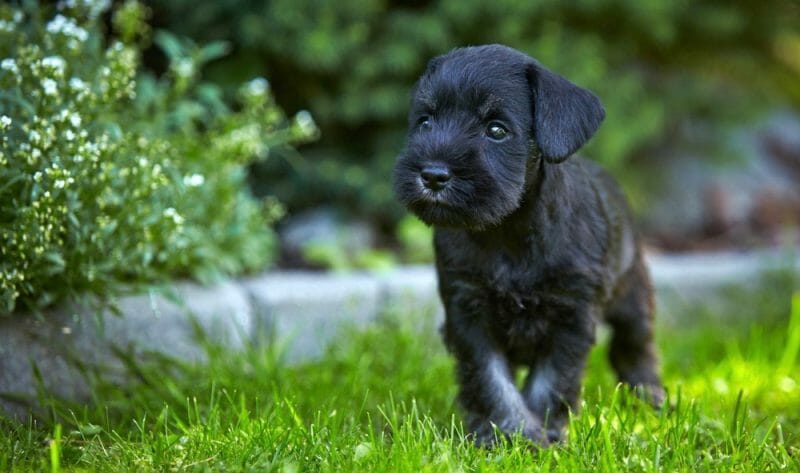 Miniature Schnauzer Size Chart | Growth & Weight Chart