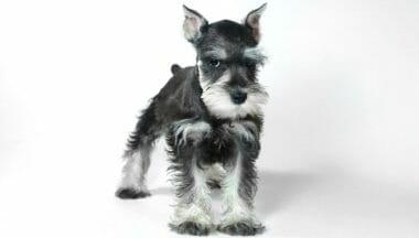 Miniature Schnauzer Size Chart | Growth & Weight Chart