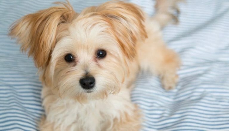 Saint Bernard Growth Chart | St. Bernard Weight & Size