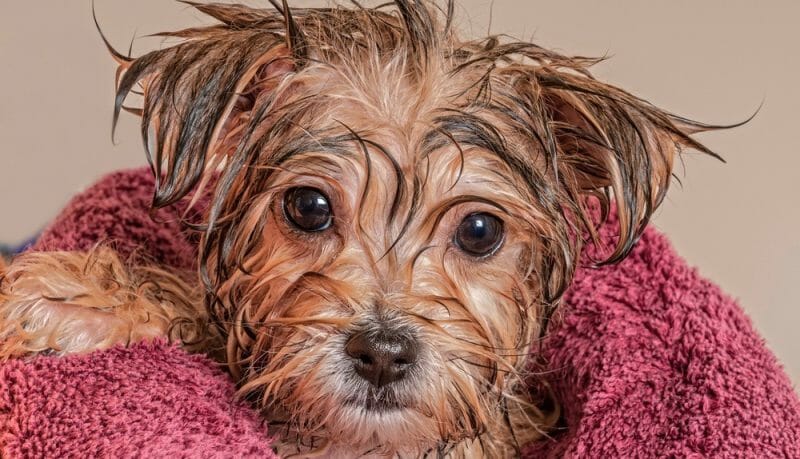 Morkie Growth Chart | Weight & Growth Chart