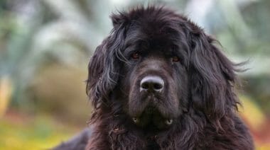 Newfoundland Growth Chart | Size & Weight Chart