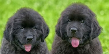 Newfoundland Growth Chart | Size & Weight Chart