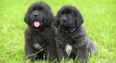 Newfoundland Growth Chart | Size & Weight Chart