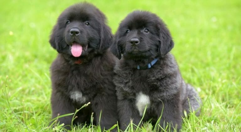 Newfoundland Growth Chart | Size & Weight Chart