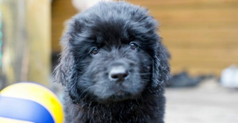 Newfoundland Growth Chart | Size & Weight Chart