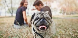 Pug Size Chart | Growth & Weight Chart