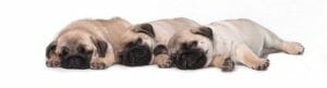 Pug Size Chart | Growth & Weight Chart