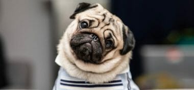 Pug Size Chart | Growth & Weight Chart