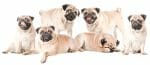 Pug Size Chart | Growth & Weight Chart