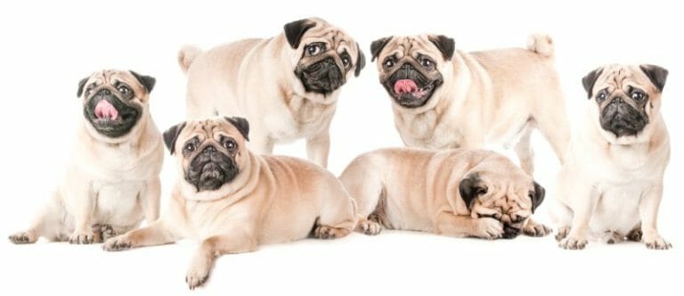 Pug Size Chart | Growth & Weight Chart