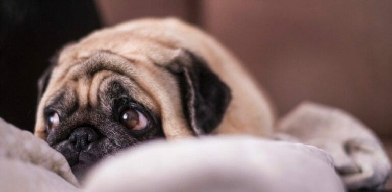 Pug Size Chart | Growth & Weight Chart