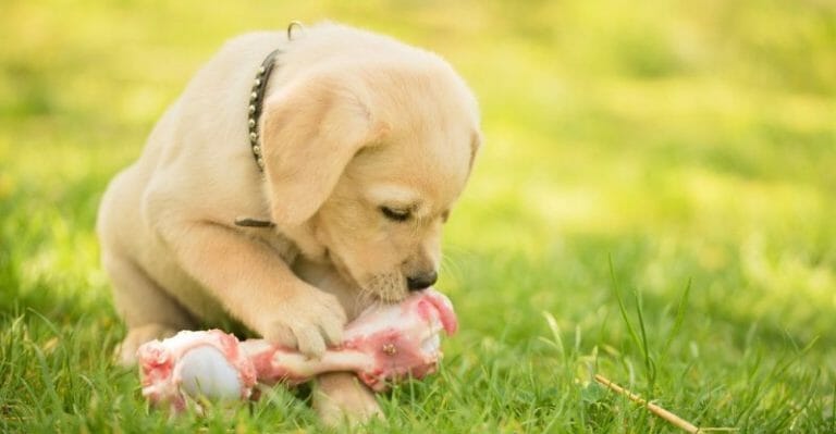 Labrador Feeding Chart By Age | How Much To Feed A Lab