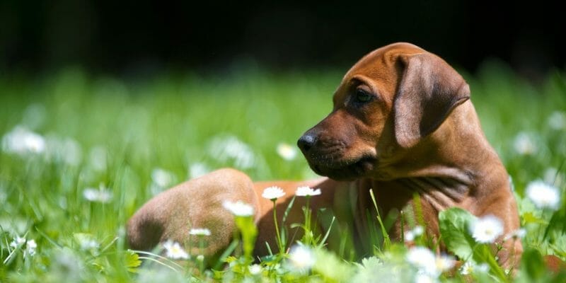 Rhodesian Ridgeback Size Chart | Growth & Weight Chart