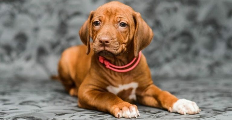 Rhodesian Ridgeback Size Chart | Growth & Weight Chart