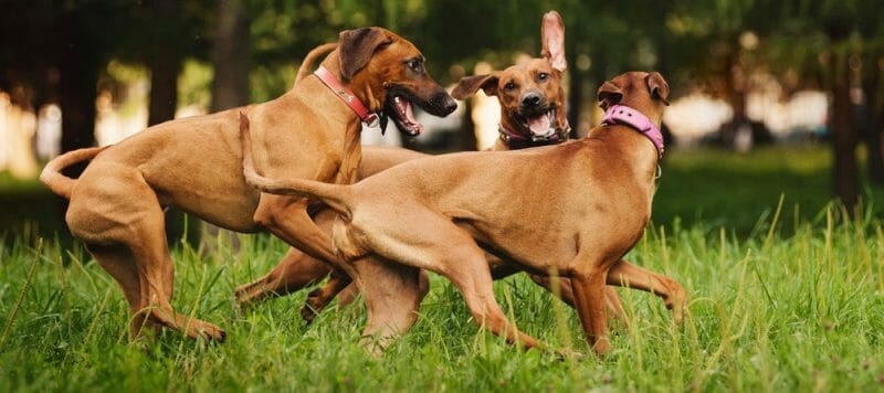 Rhodesian Ridgeback Size Chart | Growth & Weight Chart