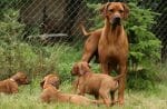 Rhodesian Ridgeback Size Chart | Growth & Weight Chart