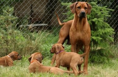 Rhodesian Ridgeback Size Chart | Growth & Weight Chart